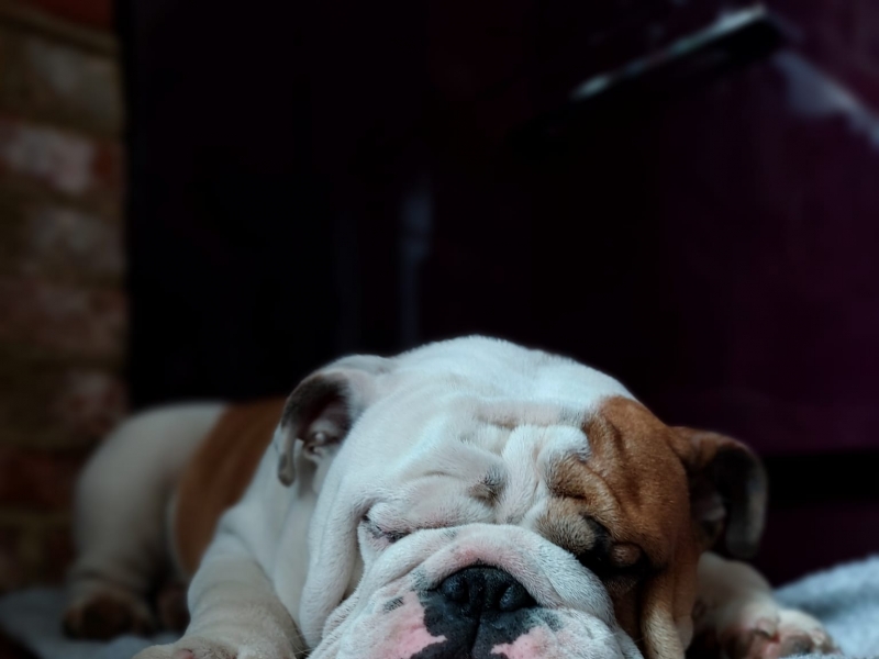 Bulldog Puppies Milton Keynes